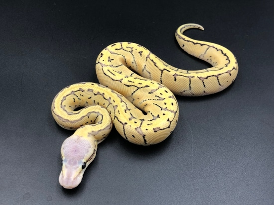 Lemonblast Desert Ghost DH Hypo Clown Ball Python by BC's Reptilia