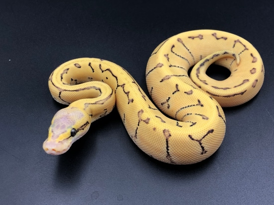 (423g) Enchi Lemonblast Desert Ghost DH Hypo Clown Ball Python by BC's Reptilia