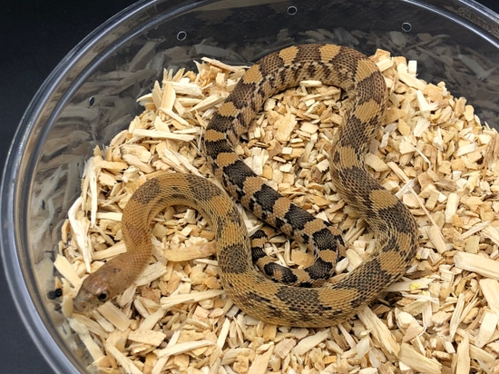 Northern Mexican Pine (Deppei Jani) Pine Snake by BC's Balls and Reptilia