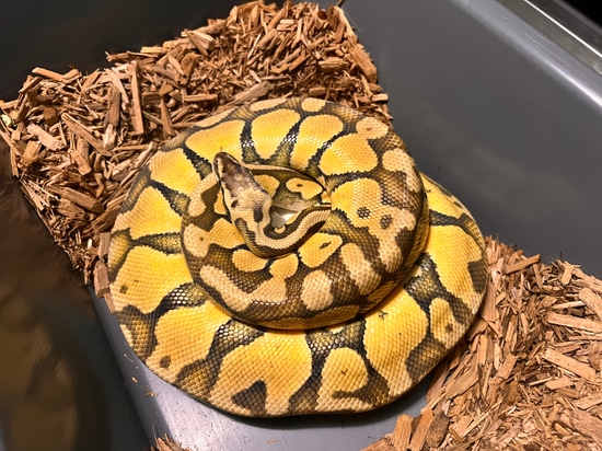 Pastel Vanilla Yellowbelly Het Desert Ghost 50% Het Cryptic Ball Python ...
