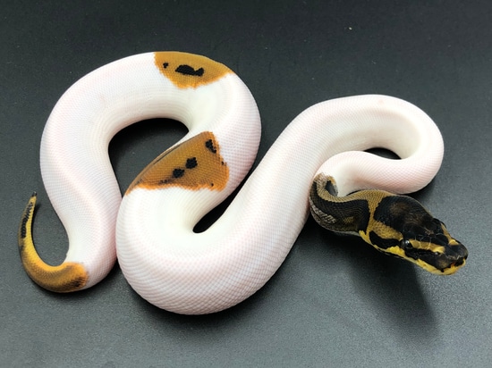 Orange Dream Leopard Piebald Het Desert Ghost Ball Python by BC's Reptilia