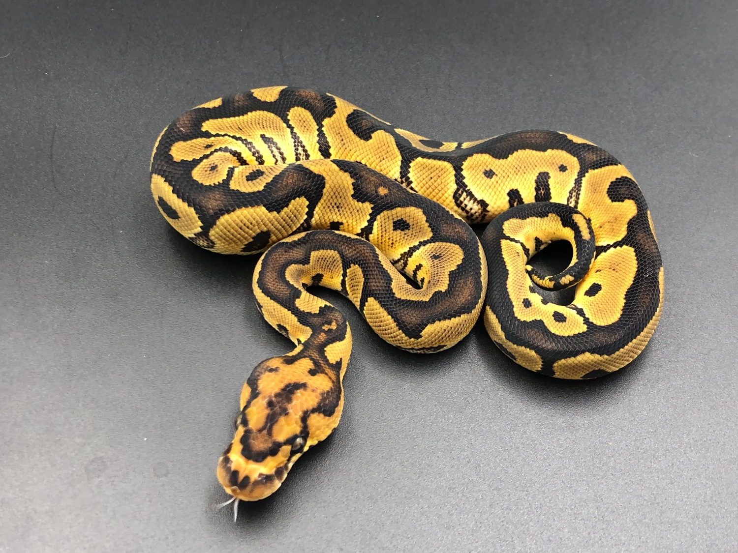 Clown Het Desert Ghost