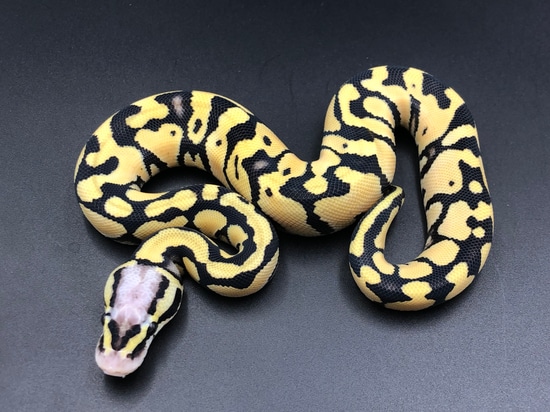Pastel Vanilla Desert Ghost Het Clown Ball Python by BC's Reptilia