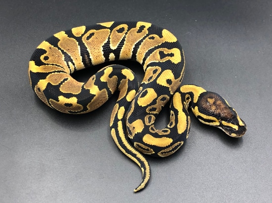 Normal (Pet Only One Eye) Ball Python by BC's Balls and Reptilia