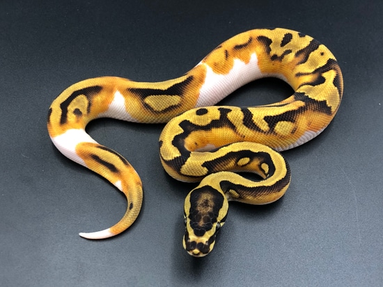 Enchi Pied DH Hypo Clown Ball Python by BC's Reptilia