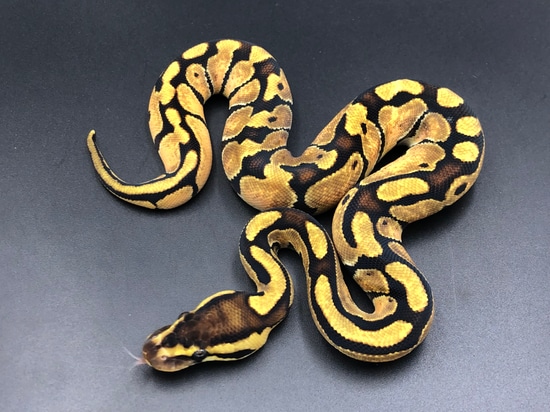 Enchi YB Het Puzzle Ball Python by BC's Reptilia