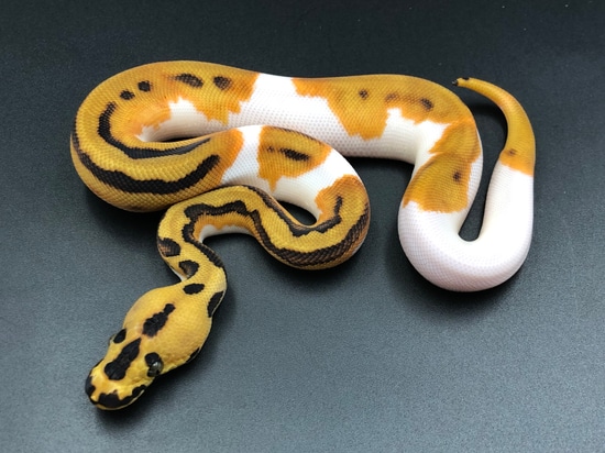 Leopard Enchi (Pos Super Enchi) YB Clown Pied Het Hypo Ball Python by ...
