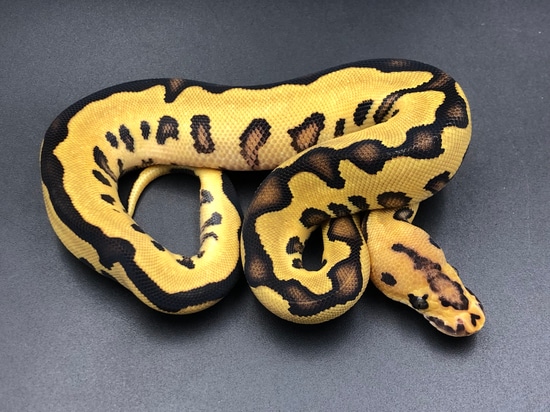 Leopard Fire Clown Ball Python by BC's Balls and Reptilia