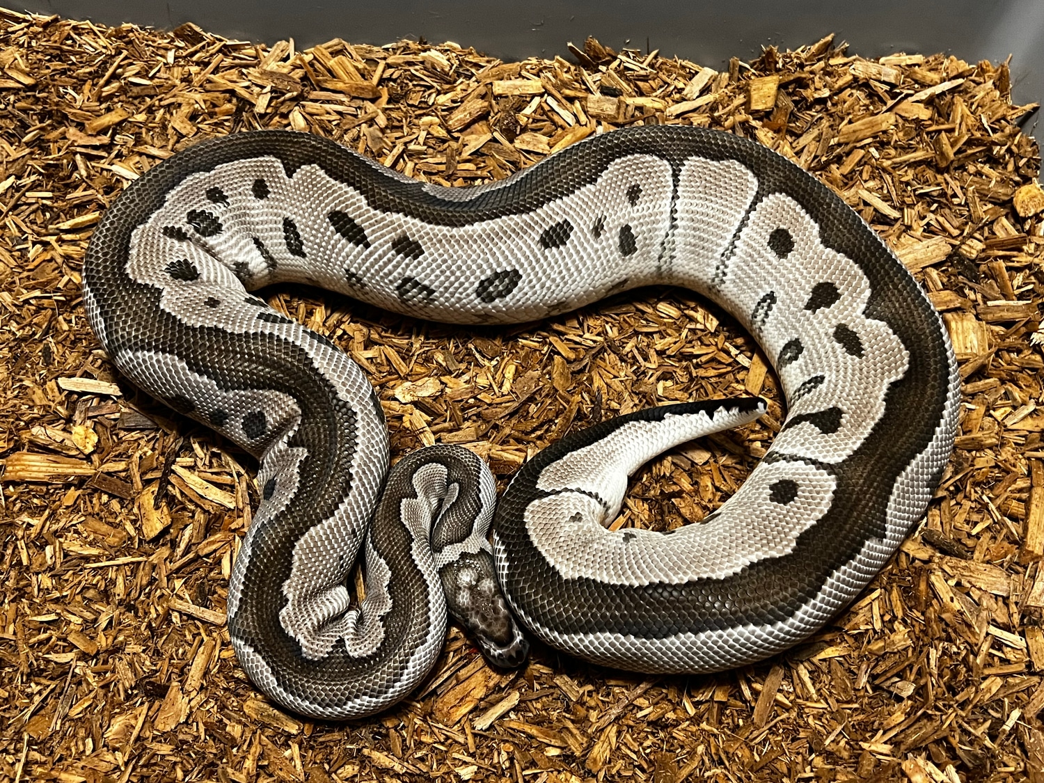 VPI Axanthic Clown