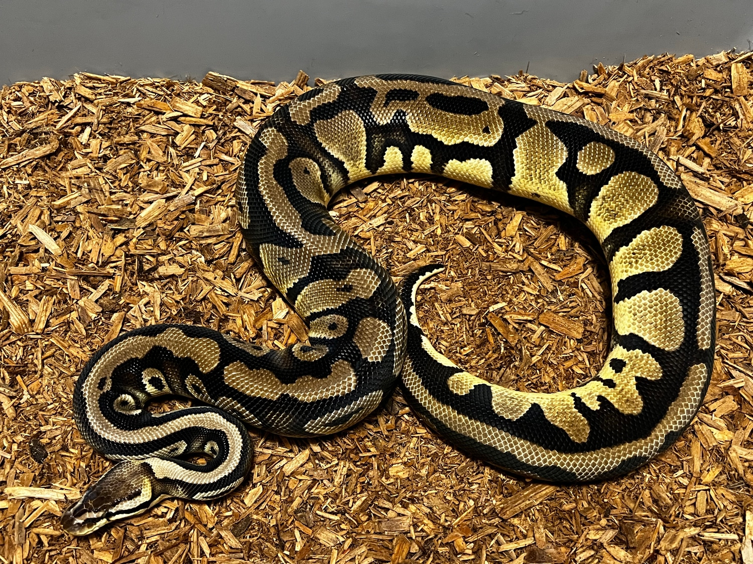Pastel TH Desert Ghost Clown Pied