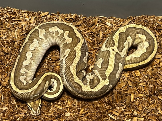 Red Stripe Fire Leopard Butter Pos Yellowbelly DH Gstripe Clown Ball ...