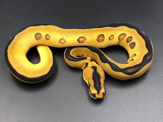 Blackhead Super Enchi Leopard YB Clown DH Hypo Pied Ball Python by BC's ...