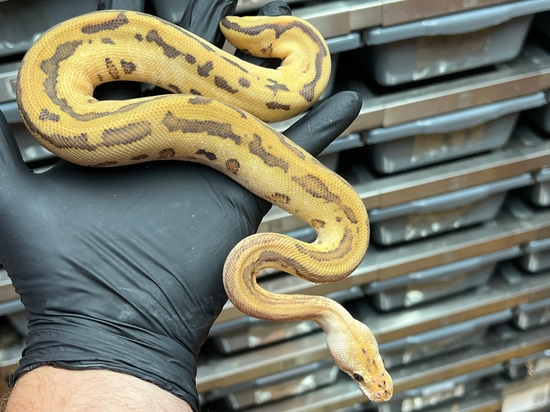 Red Head Leopard Fire Clown Ball Python by BC's Reptilia
