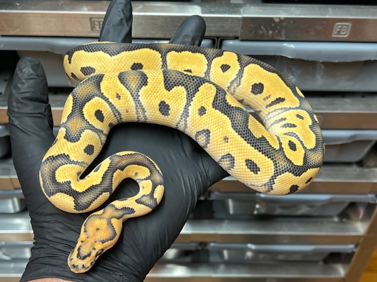 Desert Ghost Clown Het Hypo Ball Python by BC's Reptilia