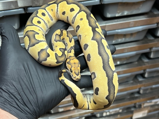 Desert Ghost Clown Het Hypo Ball Python by BC's Reptilia