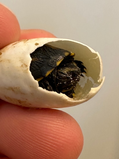 3 Striped Mud Turtles Mud & Musk Turtles by Cardinal Tortoises
