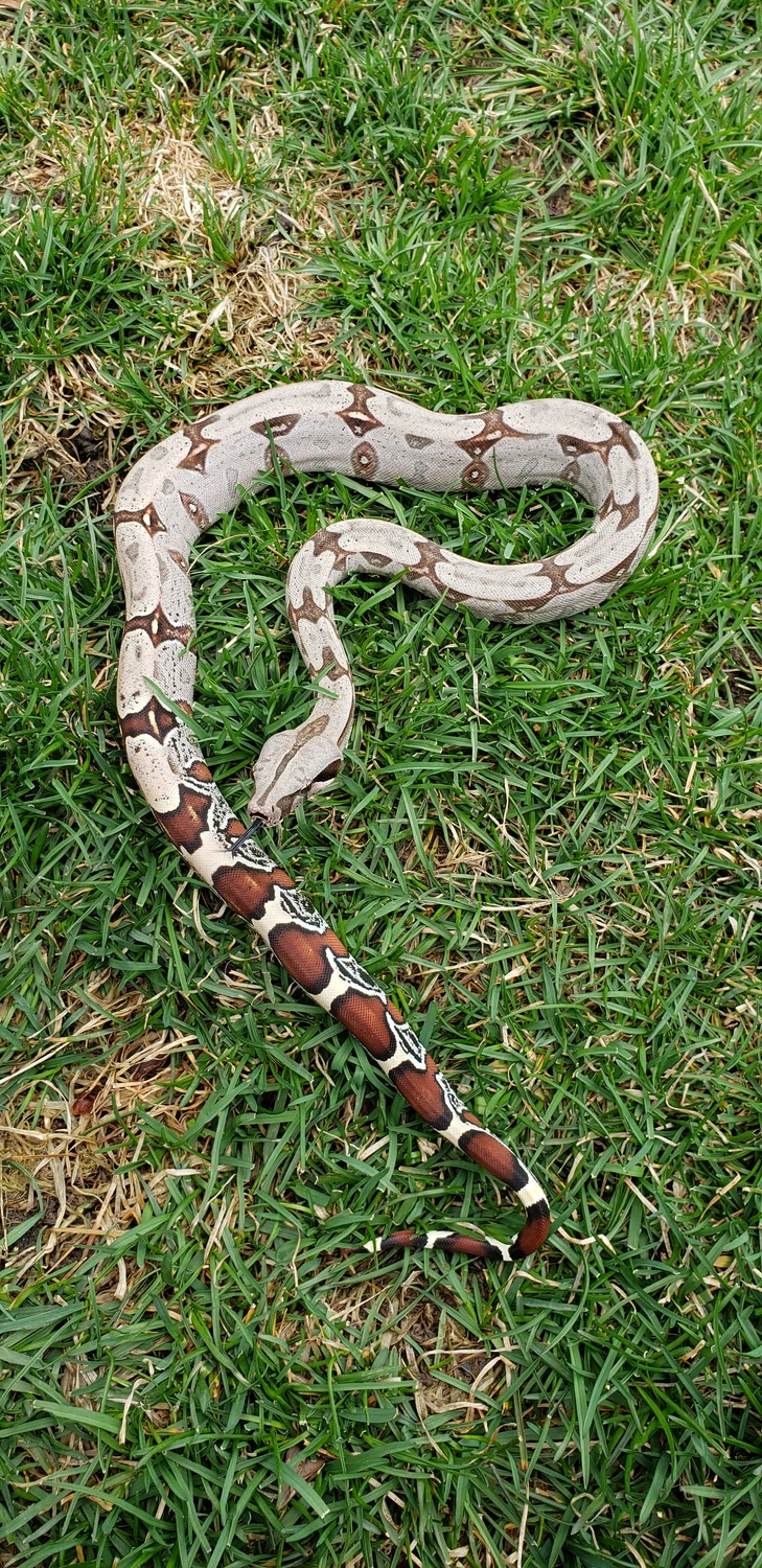 Suriname True Red-tailed Boa Constrictor by Kean Boa Constrictors ...