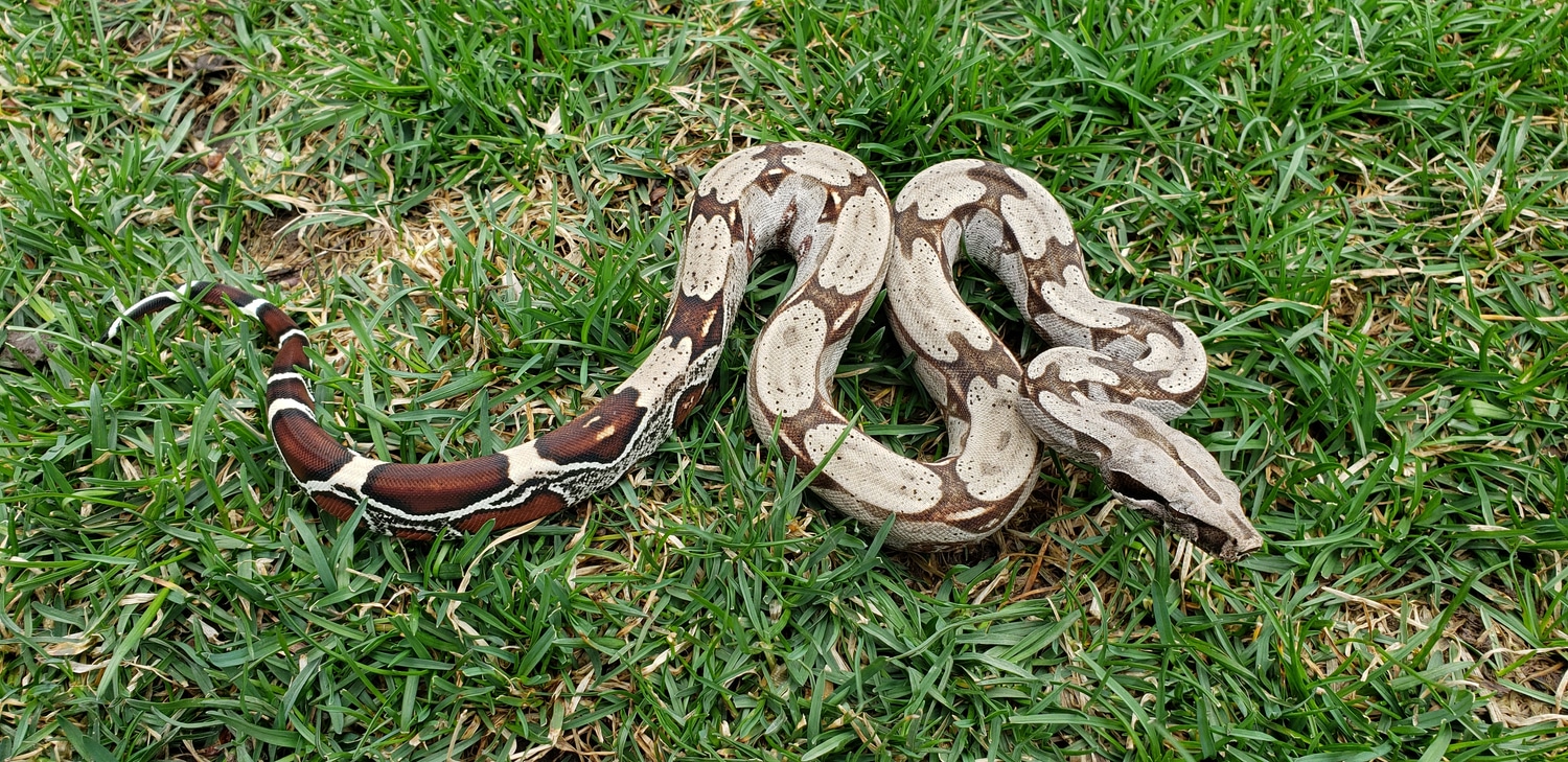 Suriname True Red-tailed Boa Constrictor by Kean Boa Constrictors ...
