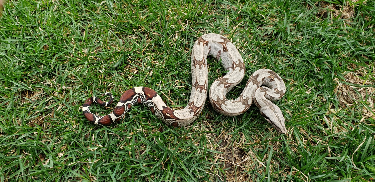 Suriname True Red-tailed Boa Constrictor by Kean Boa Constrictors ...