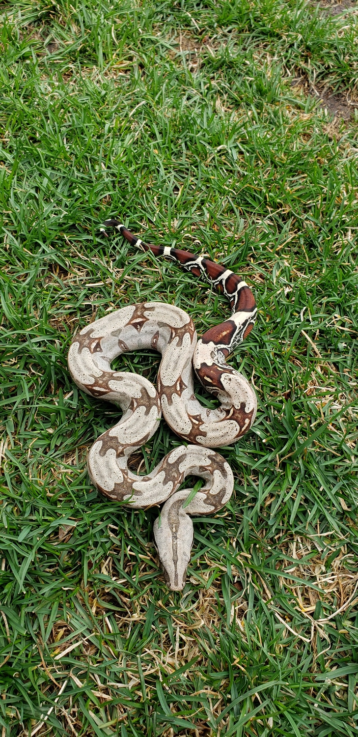 Suriname True Red-tailed Boa Constrictor by Kean Boa Constrictors ...