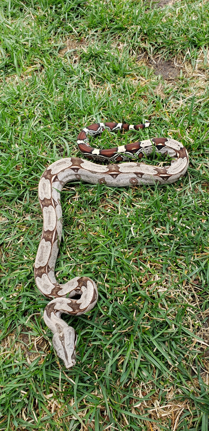 Suriname True Red-tailed Boa Constrictor by Kean Boa Constrictors ...