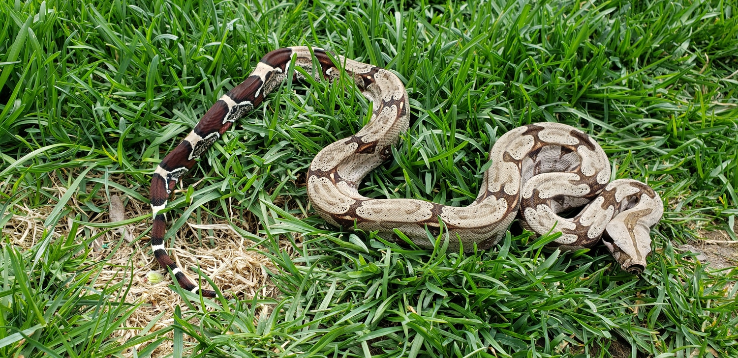 Suriname True Red-tailed Boa Constrictor by Kean Boa Constrictors ...
