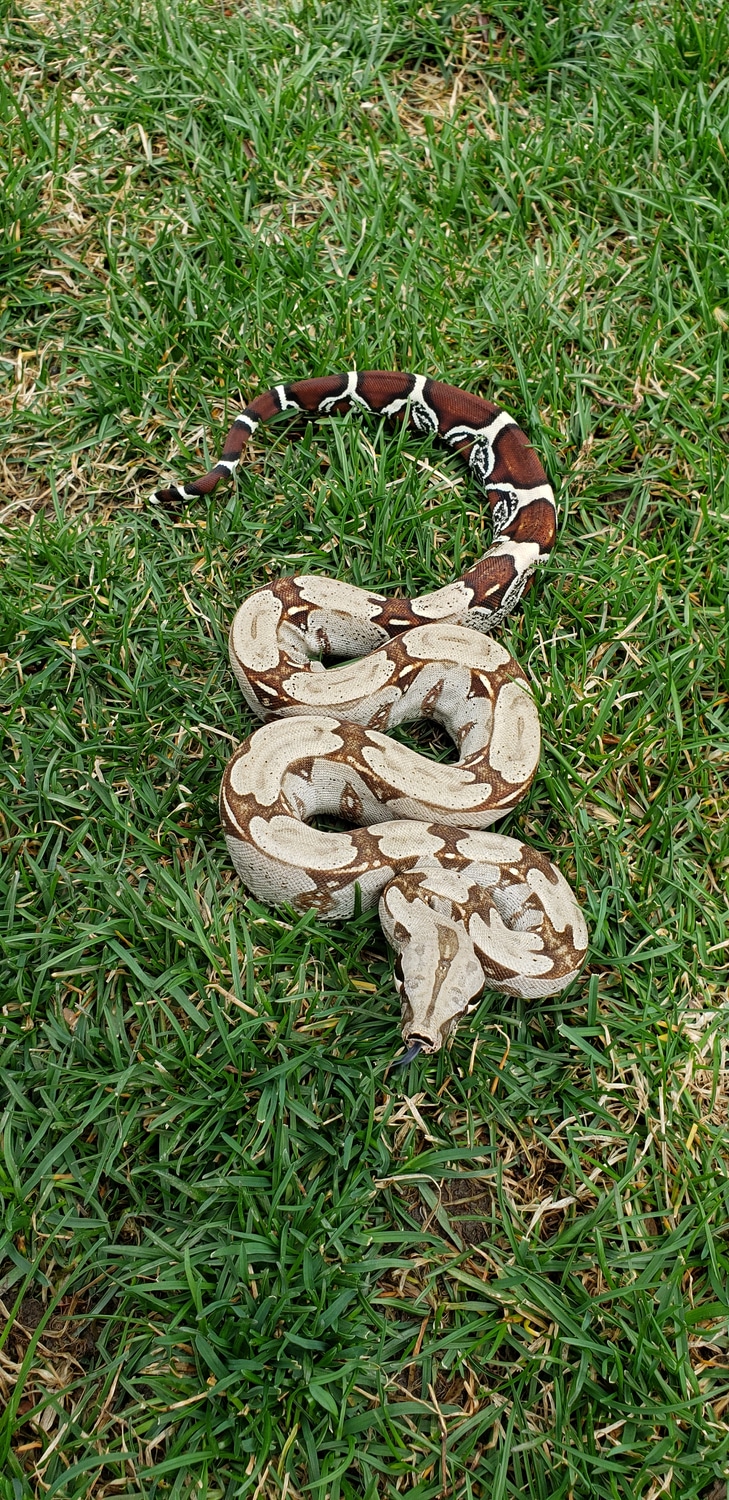 Suriname True Red-tailed Boa Constrictor by Kean Boa Constrictors ...