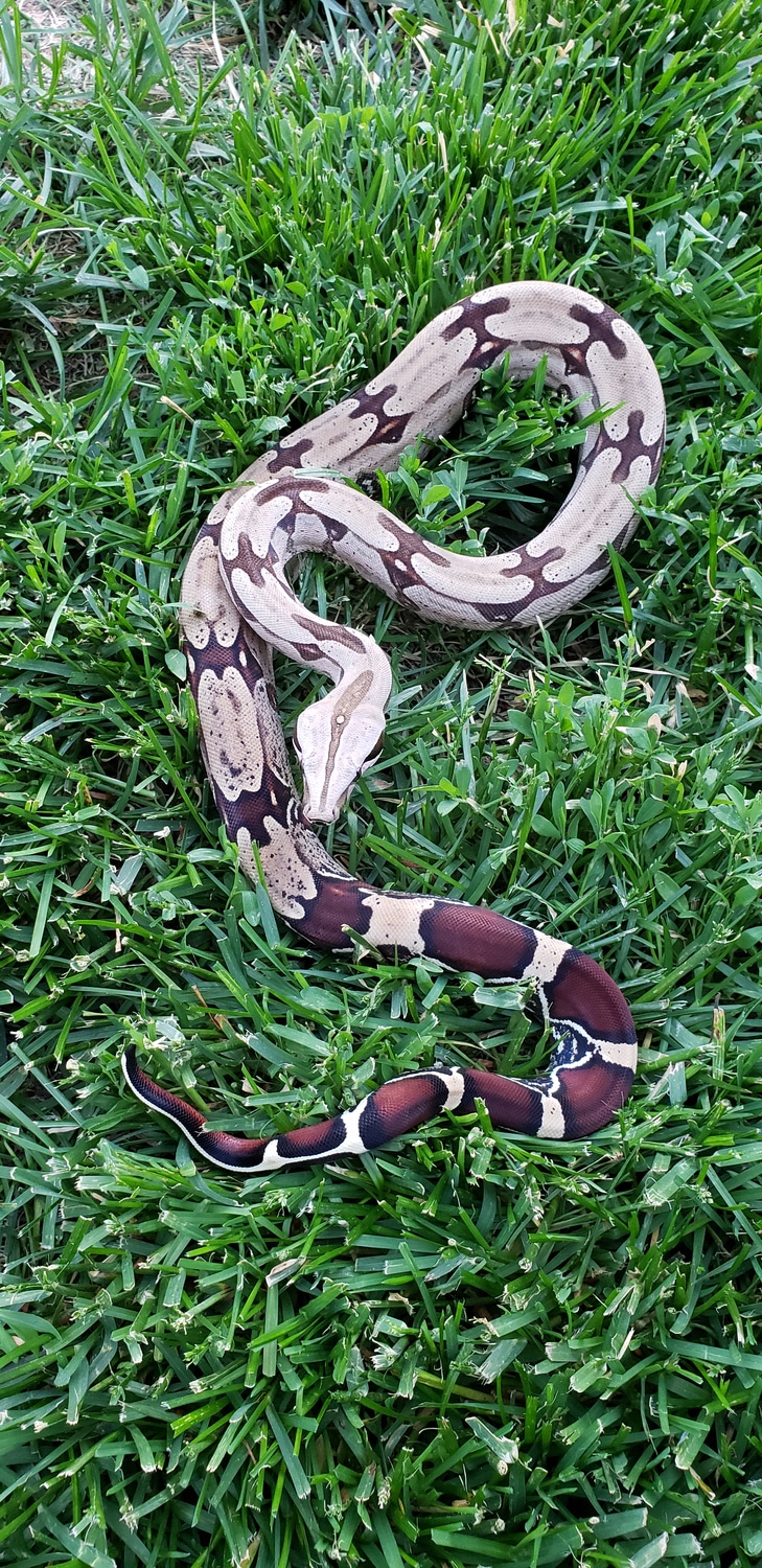 Pokigron X Bellknap/Florida Redtails True Red-tailed Boa Constrictor by ...