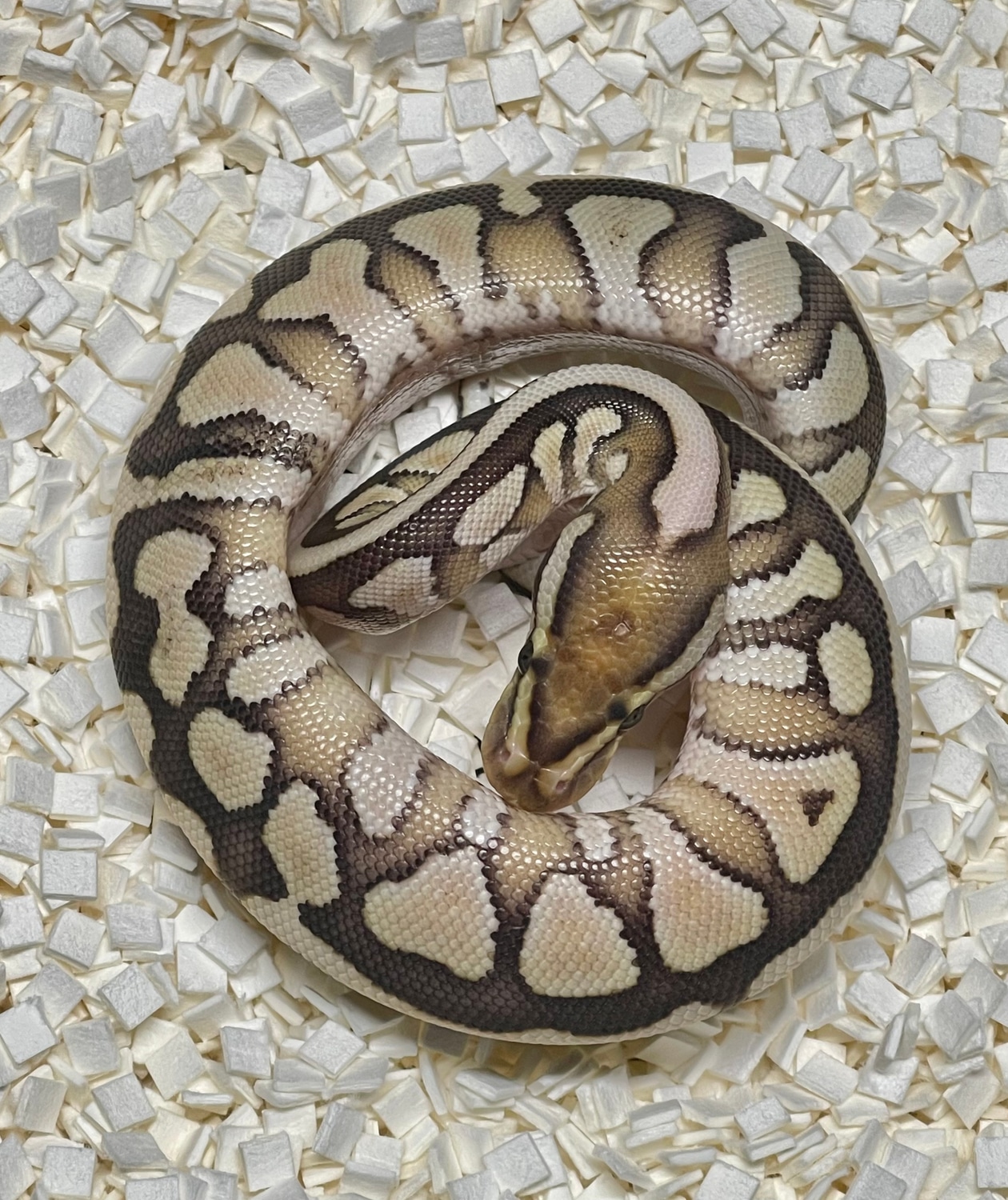 Lesser Spotnose Desert Ghost 66% Het Clown Ball Python by Big Country ...