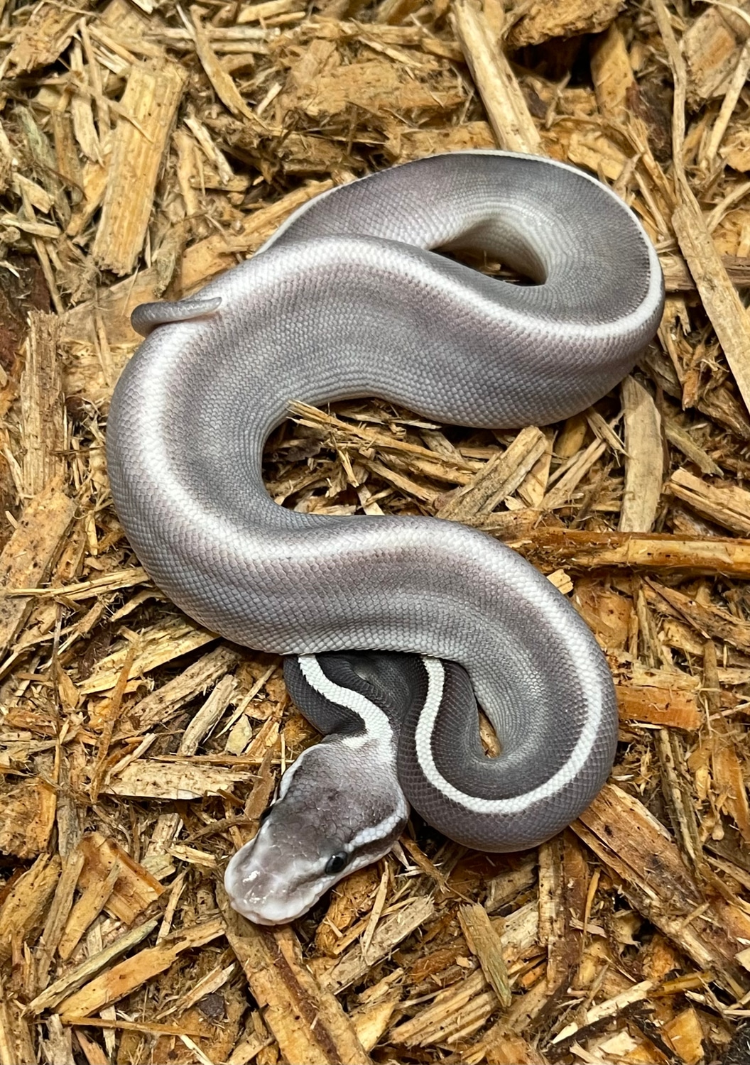 Super Pastel Black Head Mojave GHI Het Clown Ball Python by Big Country Constrictors - MorphMarket