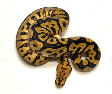 Super Pastel Black Head Mojave GHI Het Clown Ball Python by Big Country ...