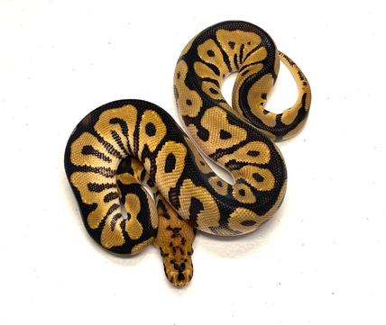 Super Pastel Black Head Mojave GHI Het Clown Ball Python by Big Country ...