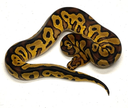 Super Pastel Black Head Mojave GHI Het Clown Ball Python by Big Country Constrictors - MorphMarket