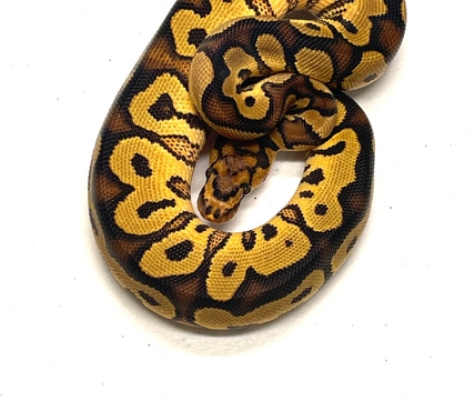 Super Pastel Black Head Mojave GHI Het Clown Ball Python by Big Country Constrictors - MorphMarket