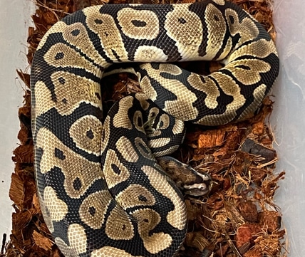 Super Pastel Black Head Mojave GHI Het Clown Ball Python by Big Country Constrictors - MorphMarket