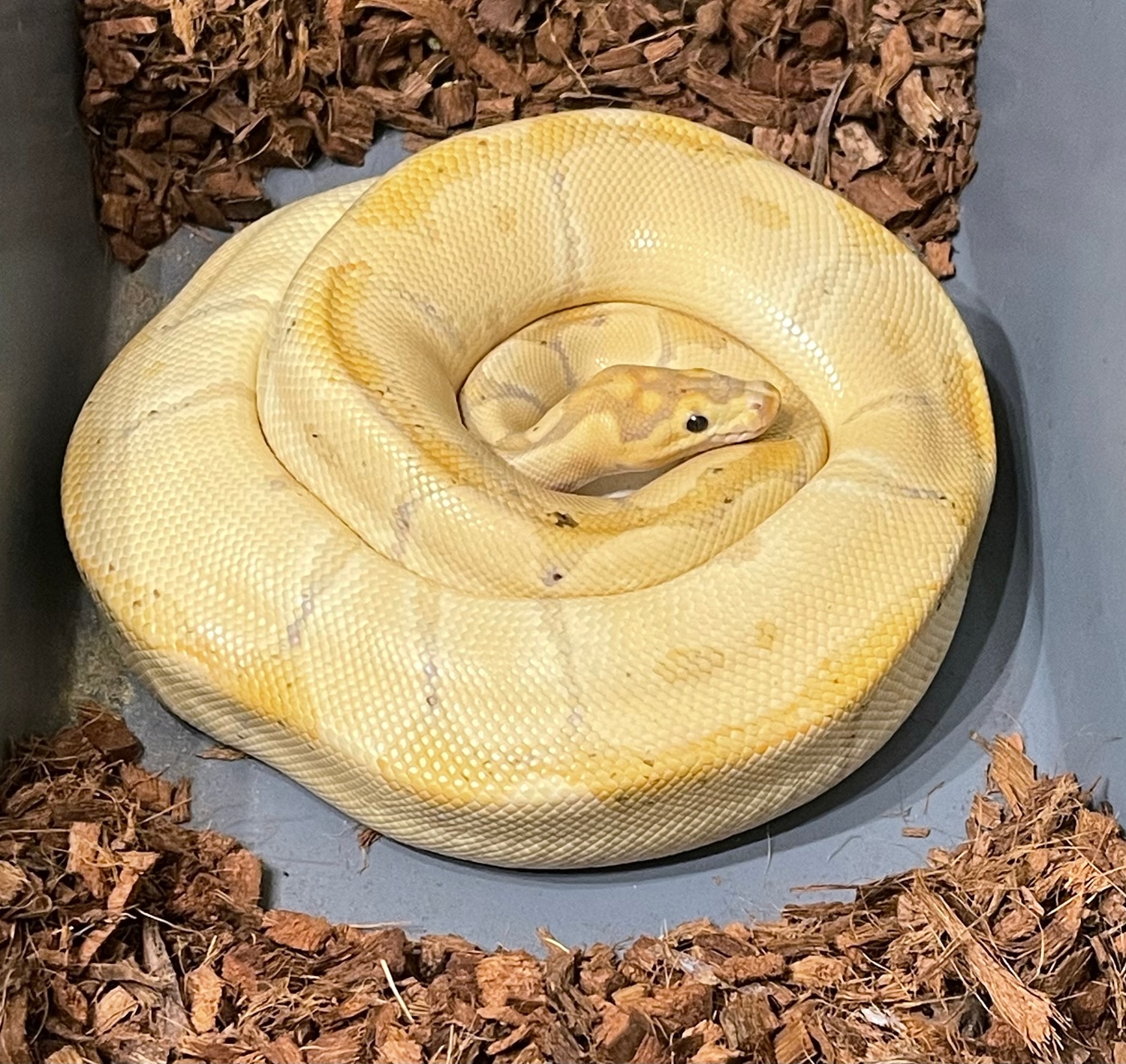 Orange Dream Banana Clown Ball Python by Big Country Constrictors ...