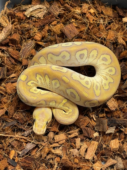 Cypress Yellow Belly Lesser Clown Het Desert Ghost Het Hypo Ball Python ...