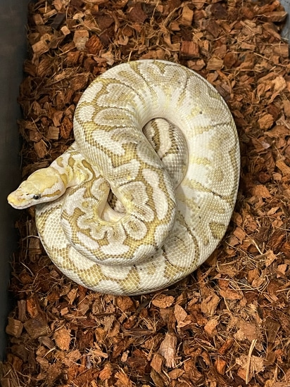 Pastel Spotnose Bamboo Het Clown Ball Python by Big Country Constrictors