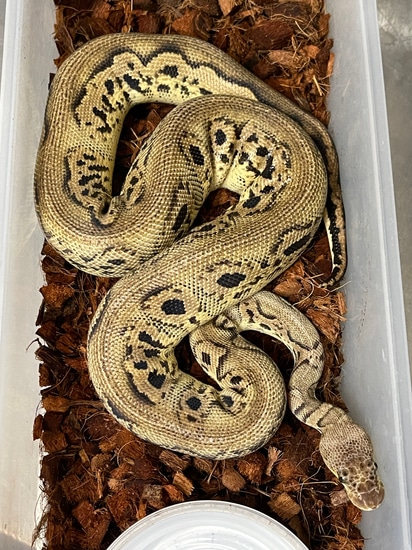 Pastel Black Head Clown Ball Python by Big Country Constrictors