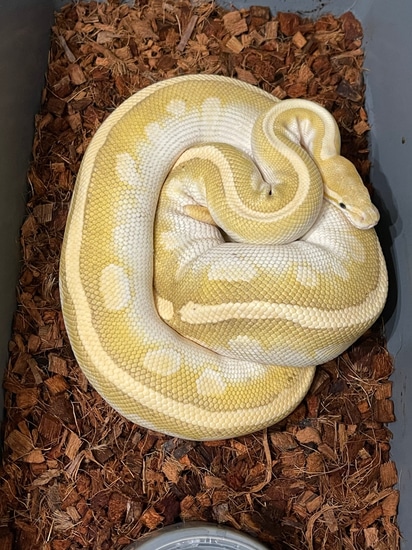 Crystal Het Clown Ball Python by Big Country Constrictors