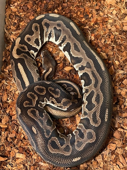 Cinnamon Leopard Het Clown Ball Python by Big Country Constrictors
