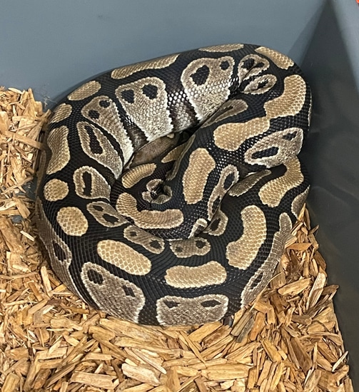 Het Genetic Stripe Het Clown Ball Python by Big Country Constrictors