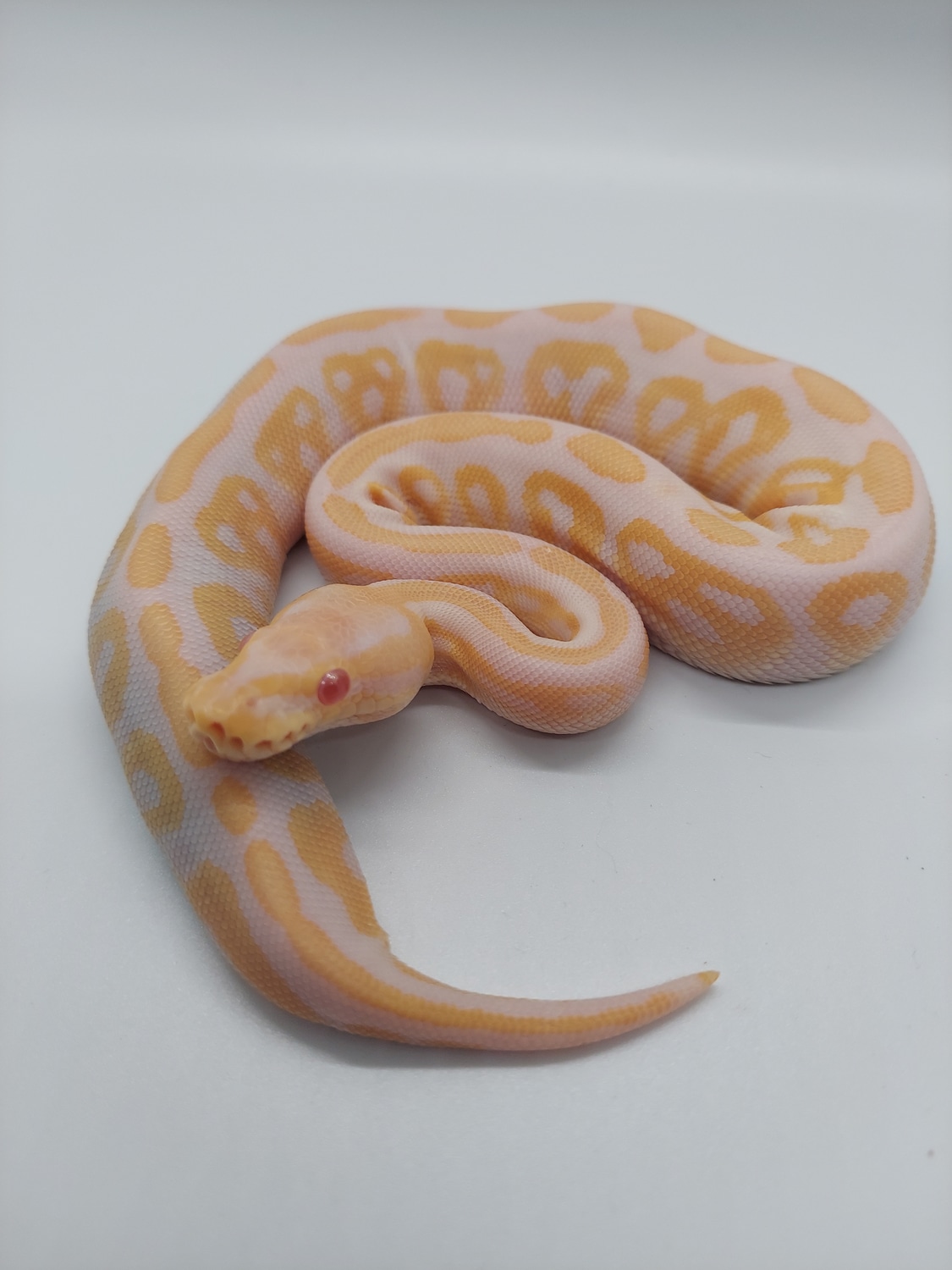 Albino Black Pastel Poss Het Pied Ball Python by BCD Exotics - MorphMarket