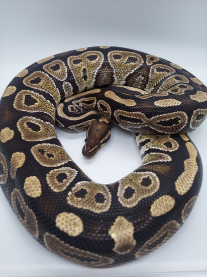 Russo Ball Python by BCD Exotics