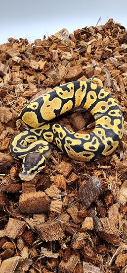 Fire Het Pied Ball Python by BCD Exotics