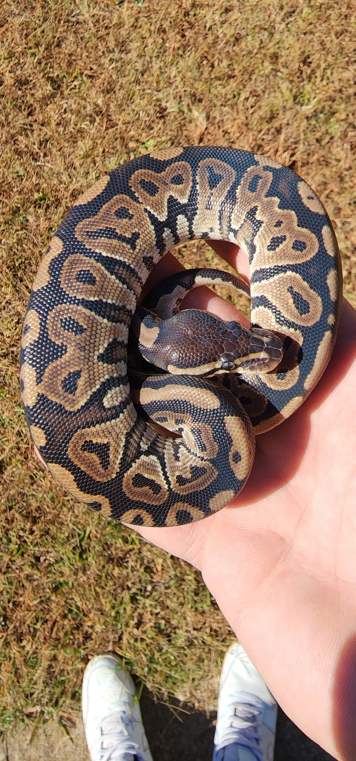Black Pastel 100% Het Pied Ball Python by BCD Exotics - MorphMarket