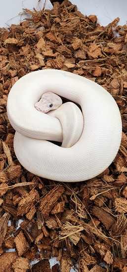 Ivory Ball Python by BCD Exotics