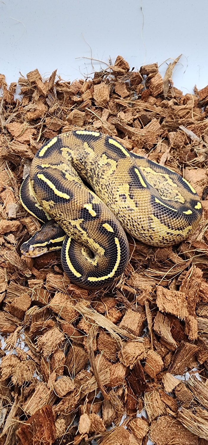 Freeway Ball Python by BCD Exotics - MorphMarket