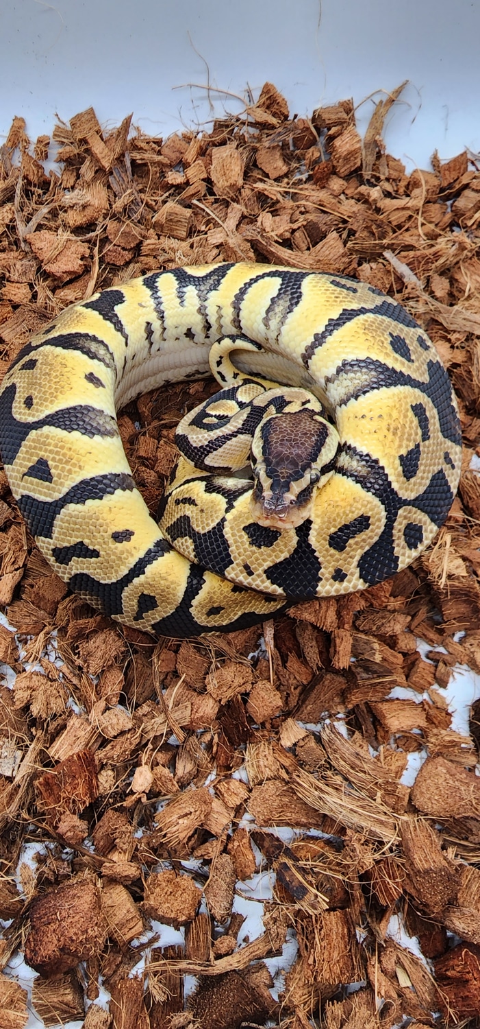 Pastel DH Hypo Clown Ball Python by BCD Exotics - MorphMarket
