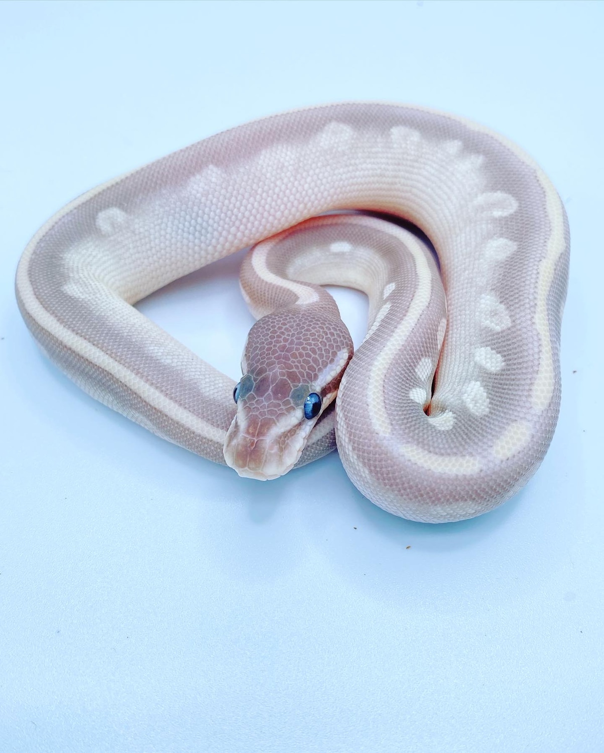Mystic Potion Pos Het Pied Ball Python by Top Shelf Morphs - MorphMarket